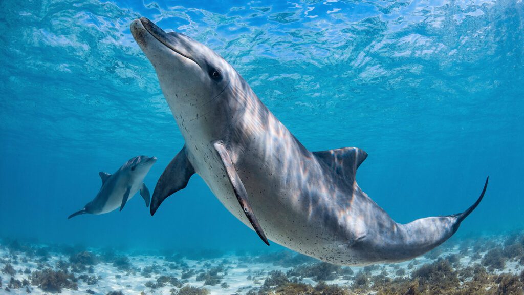 A dolphin plays and poses in the shallow waters of the Ningaloo Reef ...